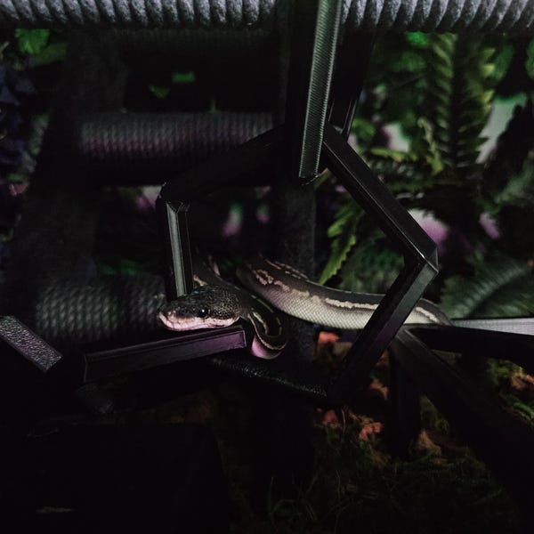 Custom Reptile Hide/snake Hide/ Gecko Hide/customizable - Etsy