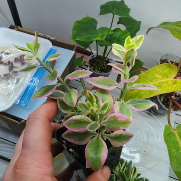 Variegated Baby Sun Rose, Ice Plant, Pink Succulent, Rare Plant in 2 ...