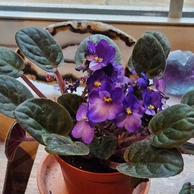 6 ZZ Plant Zamioculcas Zamiifolia Zee Zee Plant Aroid Palm - Etsy