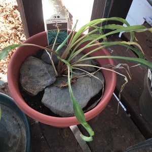 Hosta 'silly String' 3 Pot Size Starter Plant - Etsy
