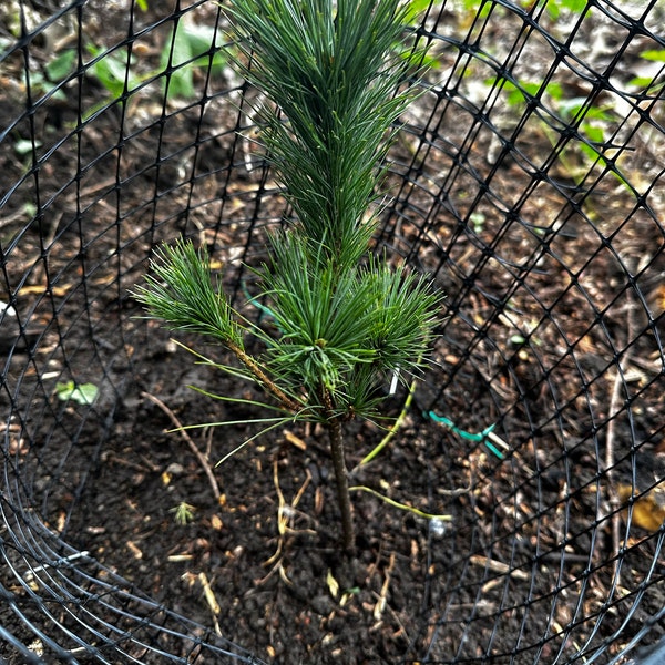 Littleleaf Linden Tree, Tilia Cordata, Shade Tree, Pyramidal Shape ...