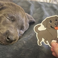 American Cocker Spaniel Sticker || Chibi Puppy Dog, Vinyl, Hand Drawn ...