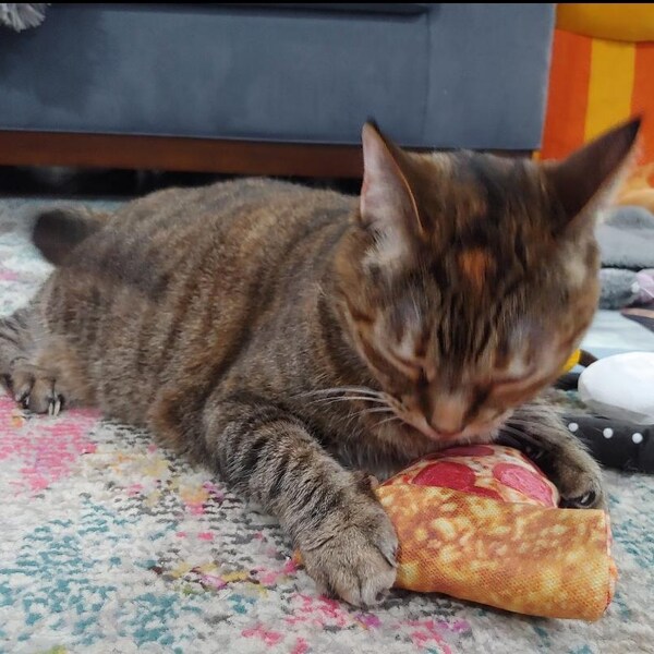 Cat Scent Enrichment Kit 13 Herbs Improve Wellbeing Cat Toy Cat Gift ...