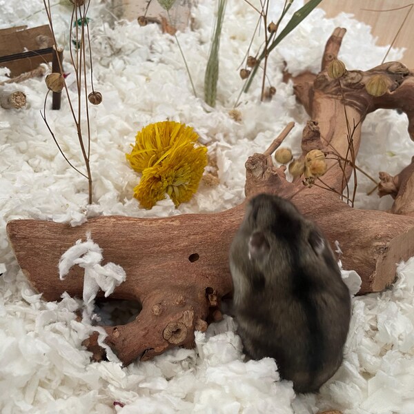 Hamster Vine Branch/ Natural Hamster Enclosure Item - Etsy UK