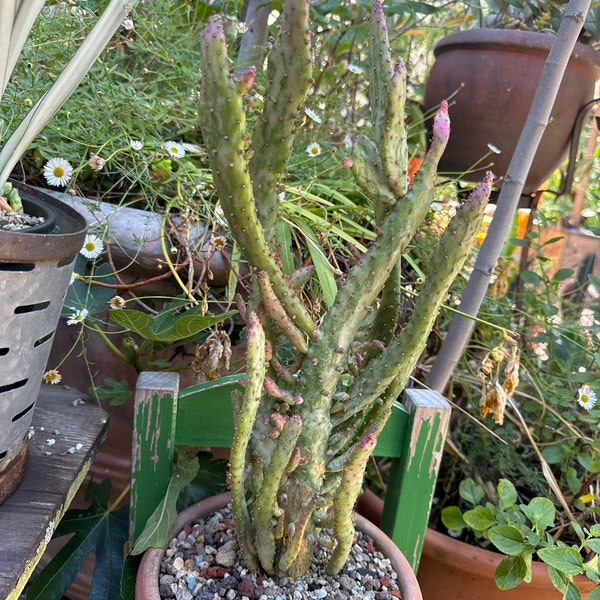 2", 4", 6” Pot of Variegata Maverick Cactus Variegated Joseph's Coat ...