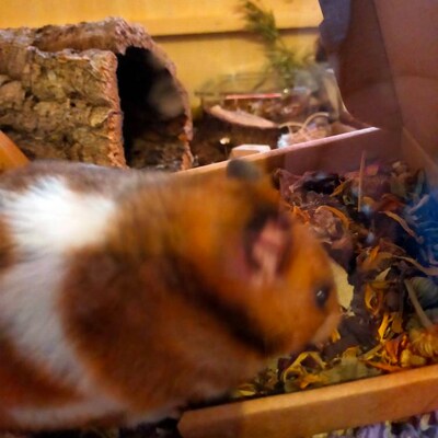 Mini Hamster Forage Box - Etsy UK