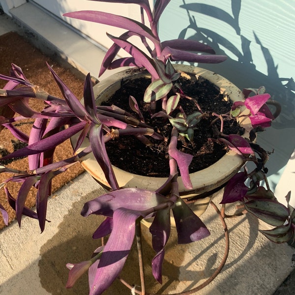 Aztec Sweet Herb Live Plant phyla Dulcis/lippia Dulcis/yerba Dulce ...