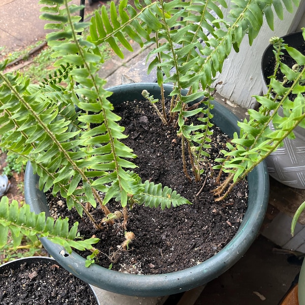 Leatherwood Fern Bare-root - Etsy