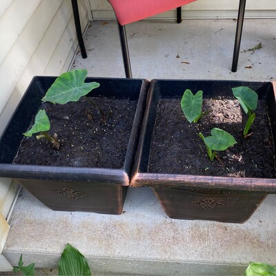 Elephant Ear loti 5 Plant - Etsy
