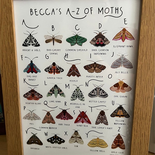 A-Z of Moths, Alphabet Print, Types of Moths Poster, Beautiful Moths ...