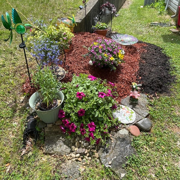 Live Texas Privet/ Ligustrum Japonicum Texanum Come With a One-gallon ...