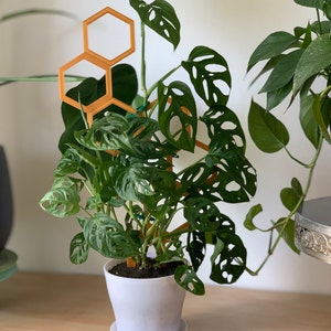 Propagation Pins Moss Pole Pins Allow a Little More Flair | Etsy