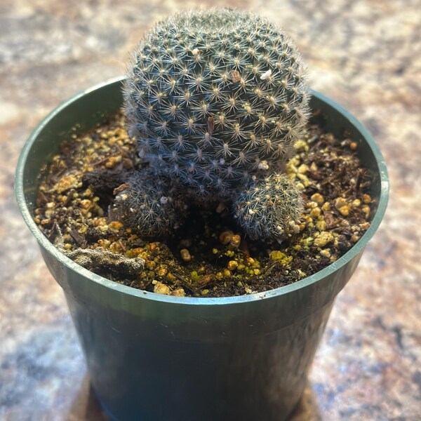 Rhipsalis Baccifera Subs. Horrida Mouse Tail Cactus 2 Inch Pot - Etsy