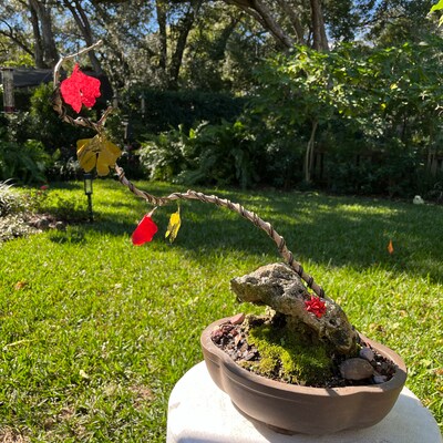 Zanthoxylum Piperitum rare Bonsai Tree, eye Candy Collection From Rare ...