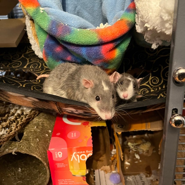 Rat Fall Breaker, Rat Fall Safe, Rat Cage Hammock, Rat Cage, (fall ...