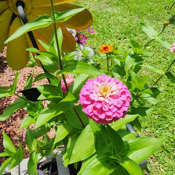 Cosmo Bright Light Flower Seeds | Non-gmo | Heirloom | Fresh Garden ...