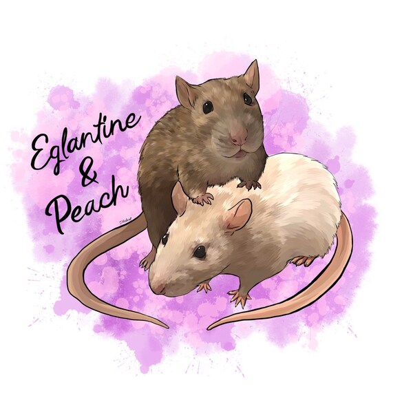 Detailed Rat Custom Pet Portrait! [digital Download/print] Rat Lovers ...