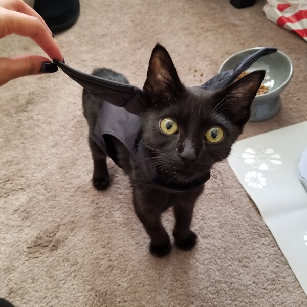 Total Black Harness With Removable Bat Wings for Halloween. Difficult ...