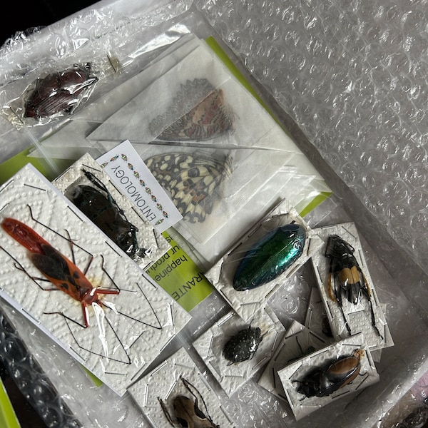 Pack of 5, 10, 25, 100 Assorted Beetles A1 | Unmounted Insect Specimens ...