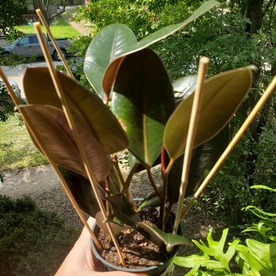 Rubber Tree Plant, Ficus Elastica, Black Prince, Rubber Fig, Rubber ...