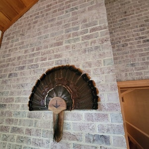 Classic Turkey Fan Mount - Etsy