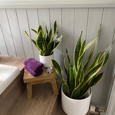 Wooden Garden Trug / Tool Box Handmade Tray Storage Box - Etsy UK