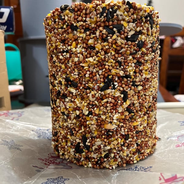 Rare Giant Indian Corn Seeds X50! Easy to Grow! Colorful Massive Ears ...