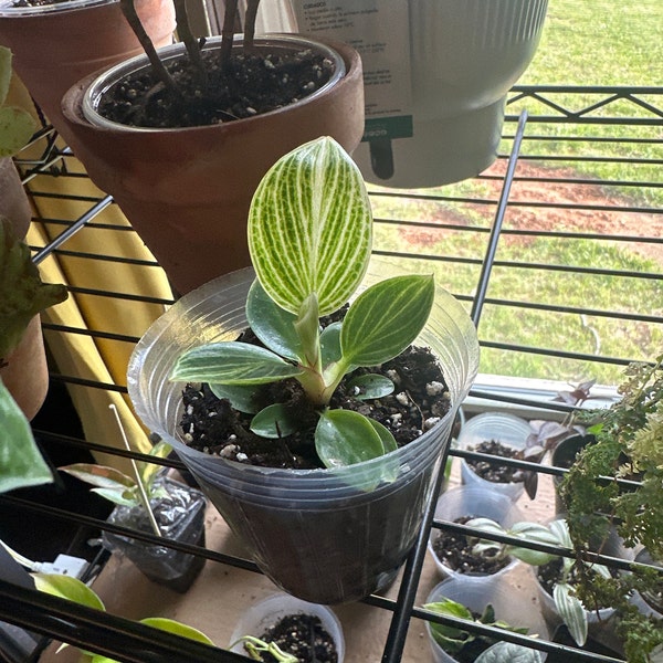 Philodendron Birkin Galaxy Starter Plant (ALL STARTER PLANTS Require ...