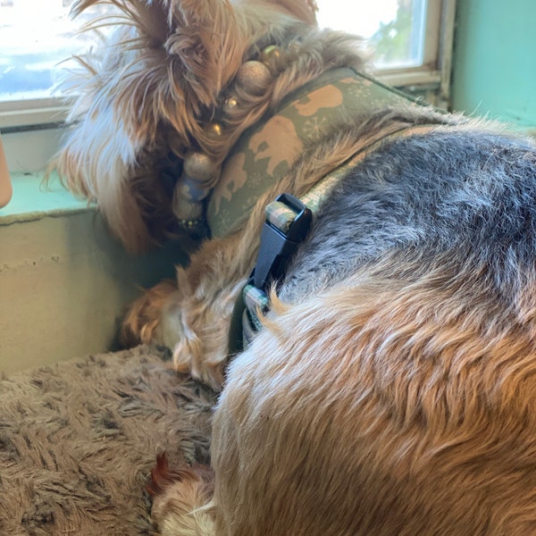 Customized "peppermint Patty" Pet Necklace - Etsy