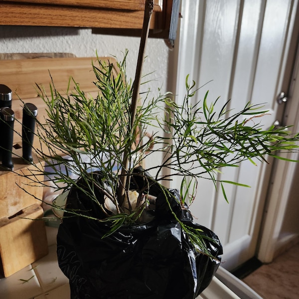 Cousin Itt Little River Wattle - Acacia Cognata - 1 Starter Plant - 4 ...