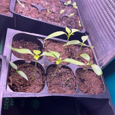 Korean Gochu Pepper Seeds - Etsy