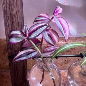Tradescantia Blossfeldiana Aurea limelight 15 - Etsy