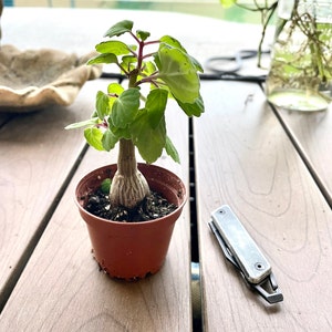 Bonsai Mint plectranthus Ernstii Caudex - Etsy