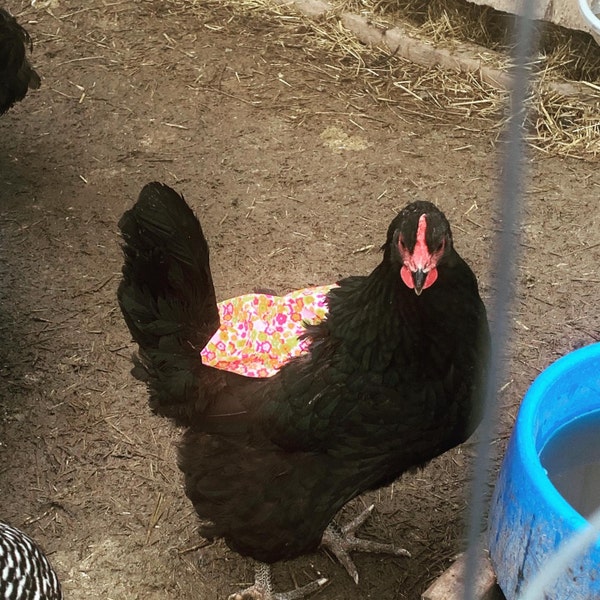 Bogo 5+2 FREE Chicken Jackets. Chicken Saddles. Hen Apron. Hen Jackets ...