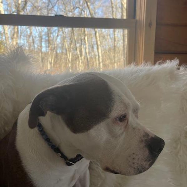 Collar Anti Tick and Fleas With Turquoise - Lithotherapy for Dogs - Etsy