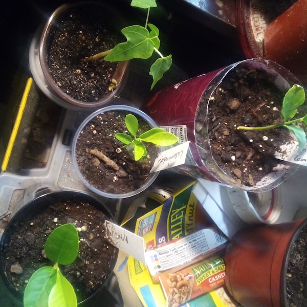 CHAYA Mayan Miracle Mexican Tree Spinach Organic Deeply Lobed Leaf ...