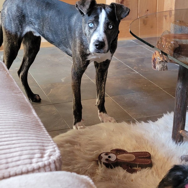 All-natural Water Buffalo Cheek Rolls for Dogs – Long Lasting Rawhide ...