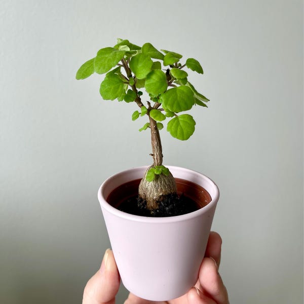 Bonsai Mint (plectranthus Ernstii Caudex) - Etsy