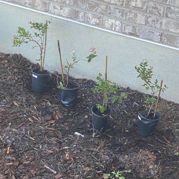 Purple Twilight Flowering Crape Myrtle Trees - Etsy