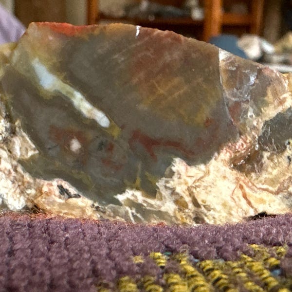 Partial Round Slab of Rainbow Petrified Wood. Colors Red, Yellow, Tan ...