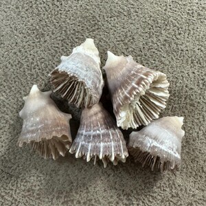 Starburst Carrier Shell stellaria Solaris for Coastal Home Decor ...
