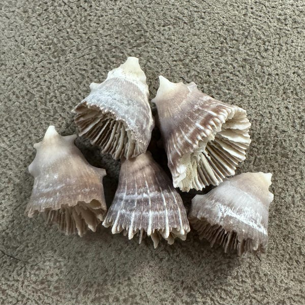Pearled Trochus Niloticus Top Shell. for Collectors, Gift, Wedding ...