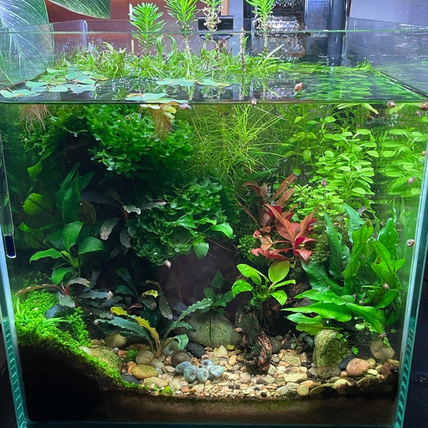 Live African Water Fern / Bolbitis Heudelotii, Aquarium Plants - Etsy