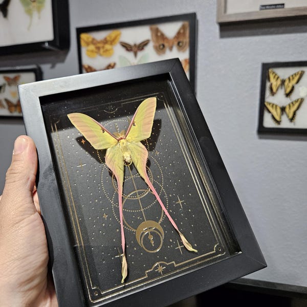 Real Framed Ghost Cicada Ayutha Spectabilis Shadow Box Frame Insect ...