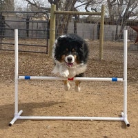 Dog Agility Equipment Weave Pole Guide Wires for 12 Weave - Etsy Australia