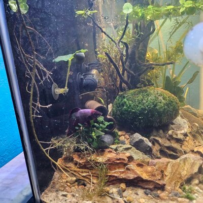 Live Aquarium Plants, Mix Moss Subwassertang, Round Pelia, Monosolenium ...