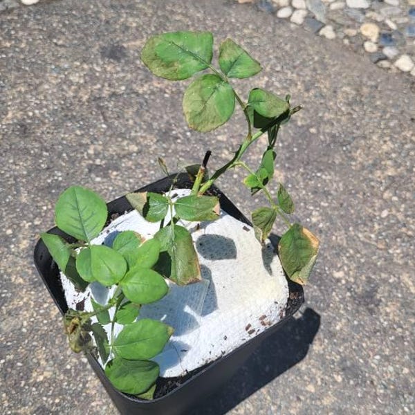 Guamúchil (pithecellobium Dulce) Seedling 1 Pt. - Etsy