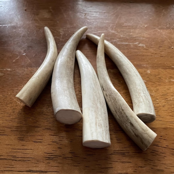 Bulk Packs Small Polished Deer Antler Crafting Tips /tines/points ...