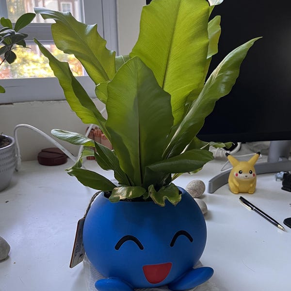 Pokemon Oddish Planters/ Nostalgia Planter/ Snake Plant/ Happy Face ...