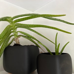 Rounded Cube Pot, Planter, Pot With Feet, Coloured Pot, Indoor Plant ...